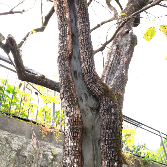 The NAGASAKI Kusunoki Project